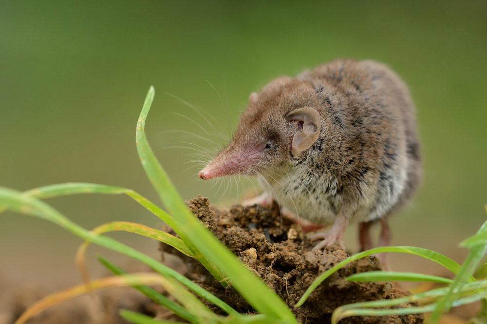 Ci sono centinaia di specie di mammiferi sconosciuti Ci sono centinaia di specie di mammiferi sconosciuti